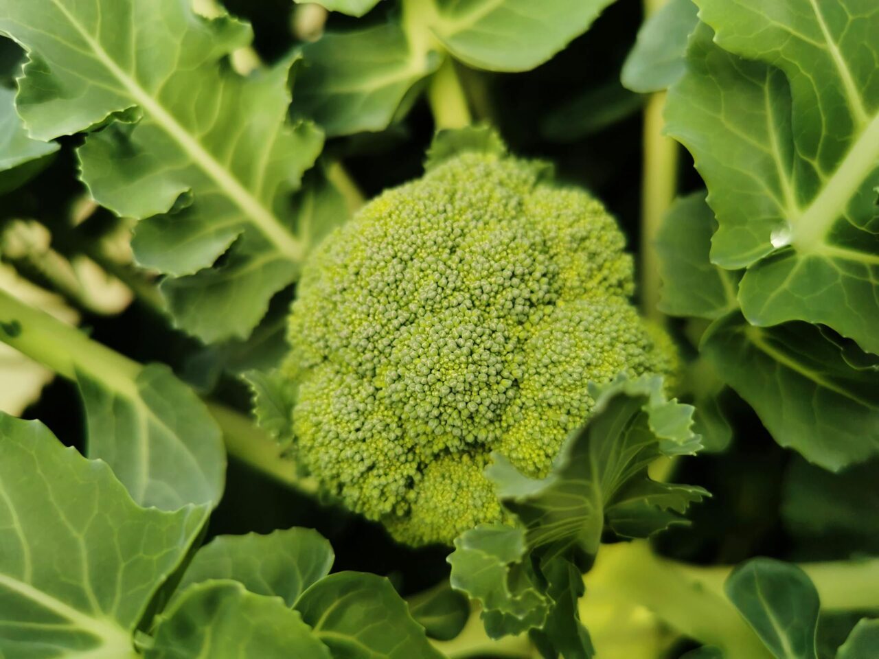 Crop Nutrition - Swancorp